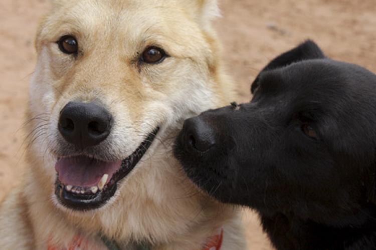 How to Socialize a Dog | Best Friends Animal Society